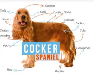 Estándar de razas comunes en Colombia, cocker spaniel - Pet Industry