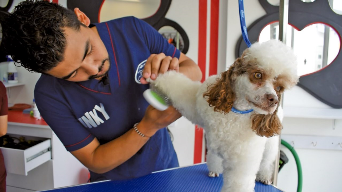 5 pasos para una sesión de grooming - Pet Industry