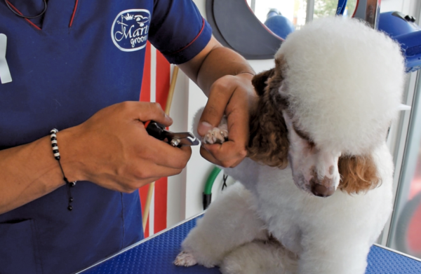 5 pasos para una sesión de grooming - Pet Industry