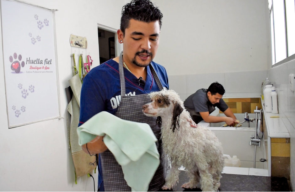 5 PASOS PARA UNA SESIÓNDE GROOMING pet industry veterinaria mascotas ...