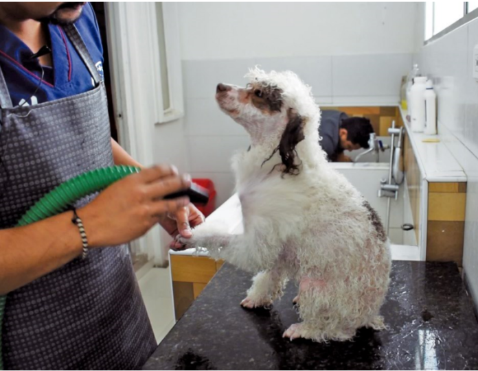 5 pasos para una sesión de grooming - Pet Industry