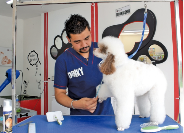5 pasos para una sesión de grooming - Pet Industry