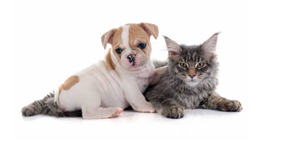 ADVOTE UNA SOLUCIÓN CONTRA PARÁSITOS INTERNOS Y EXTERNOS pet industry ...