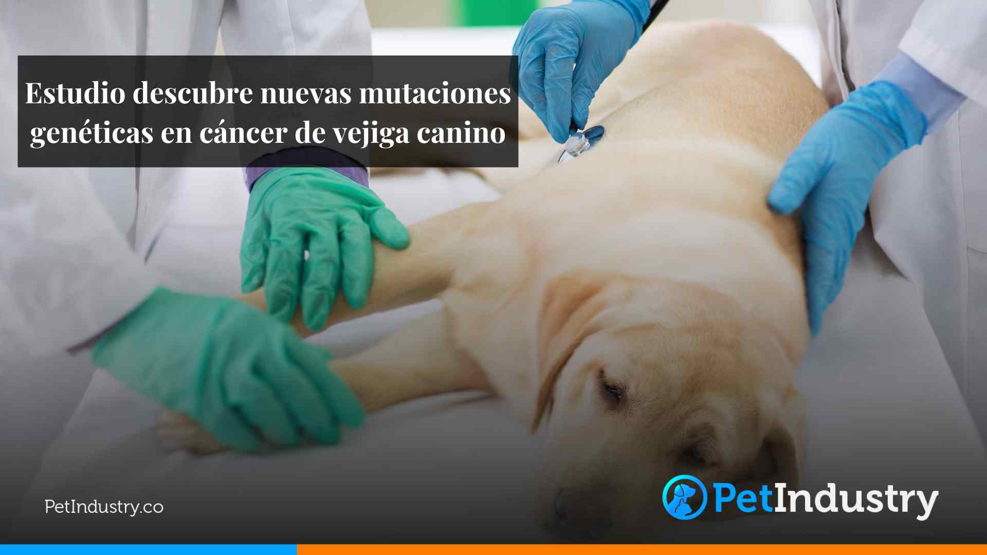 Estudio descubre nuevas mutaciones genéticas en cáncer de vejiga canino