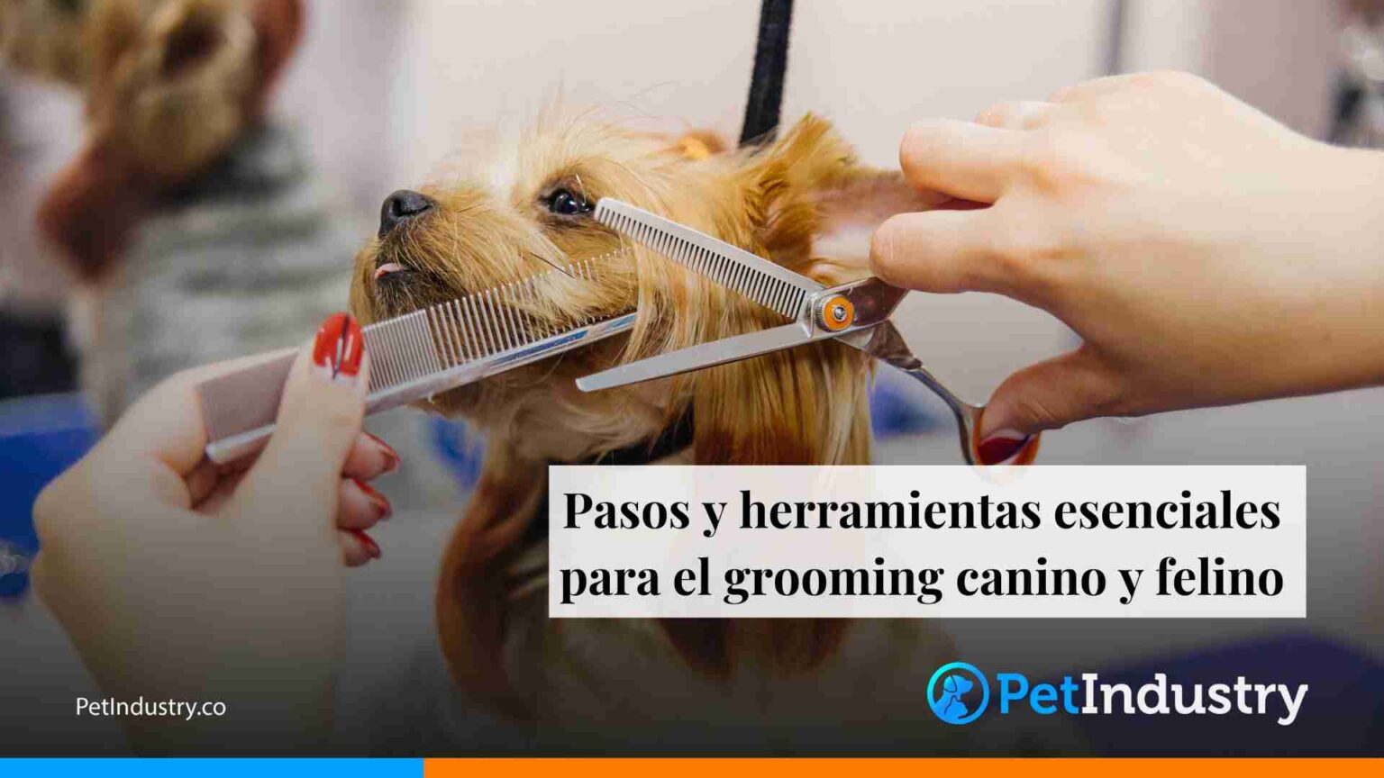 Pasos y herramientas esenciales para el grooming canino y felino - Pet ...