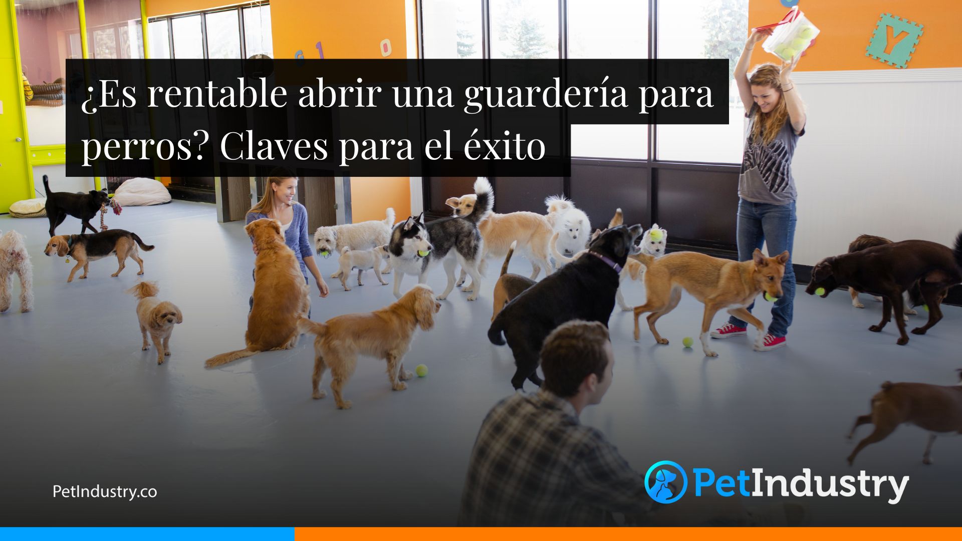 ¿Es rentable abrir una guardería para perros? Claves para el éxito ...