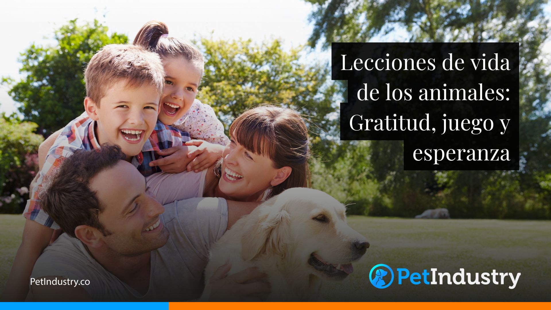 Lecciones de vida de los animales: Gratitud, juego y esperanza - Pet ...