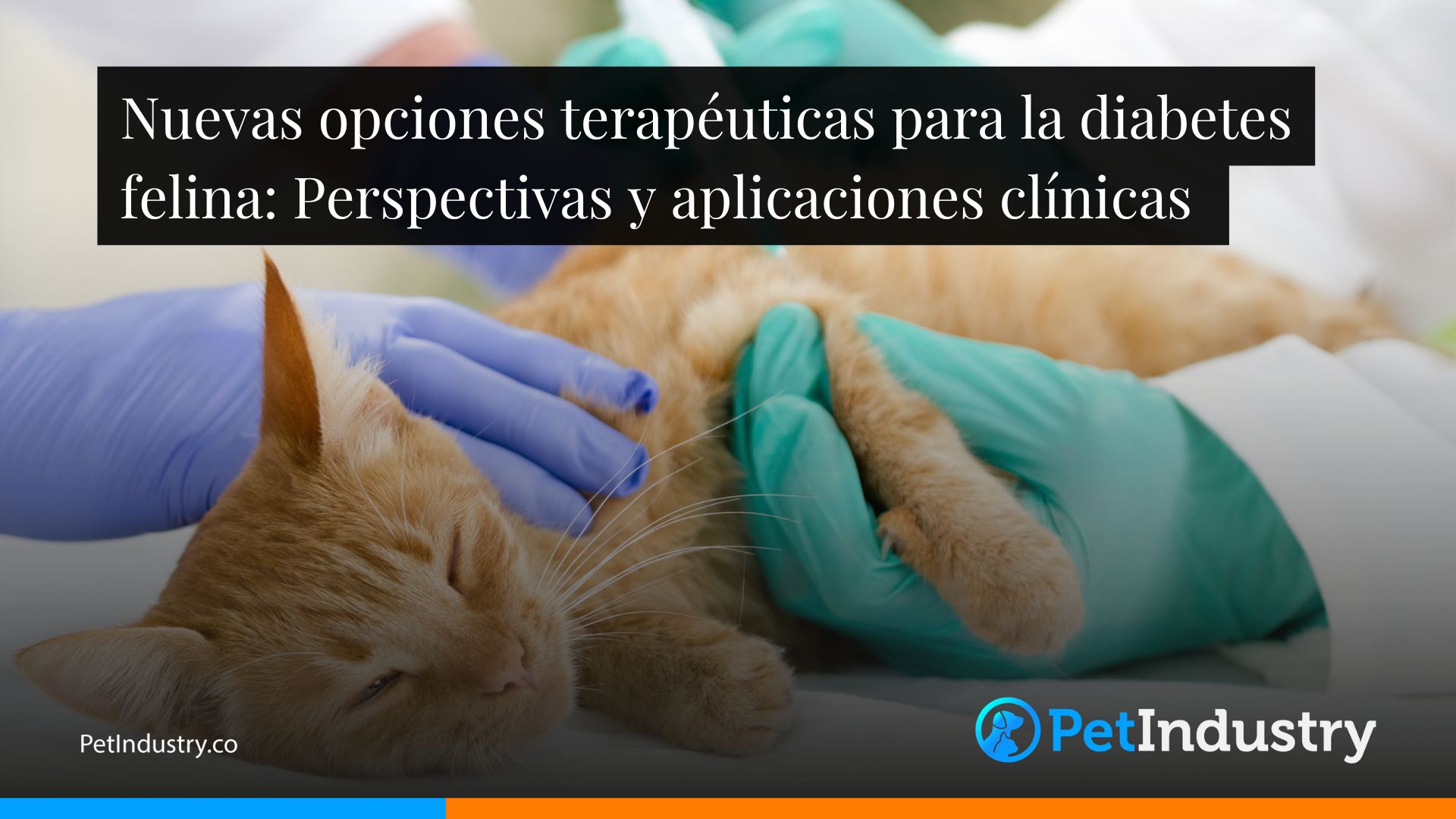 Nuevas opciones terapéuticas para la diabetes felina: Perspectivas y ...